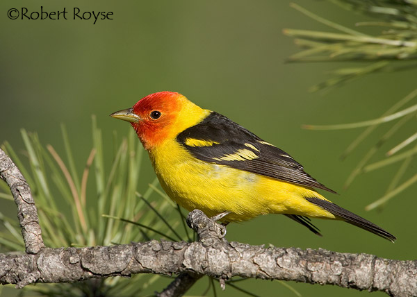 Western Tanager