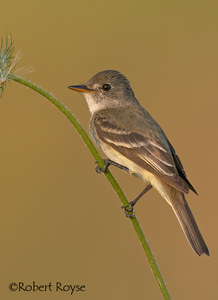 WillowFlycatcher