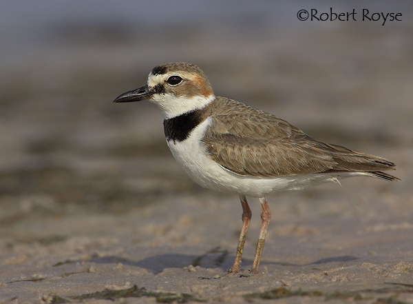 Wilson's Plover