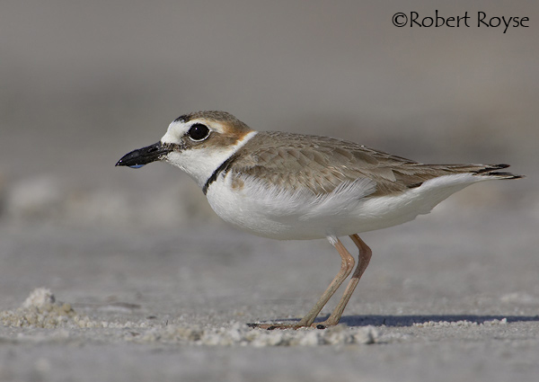 Wilson's Plover