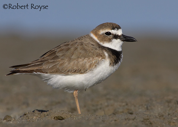 Wilson's Plover
