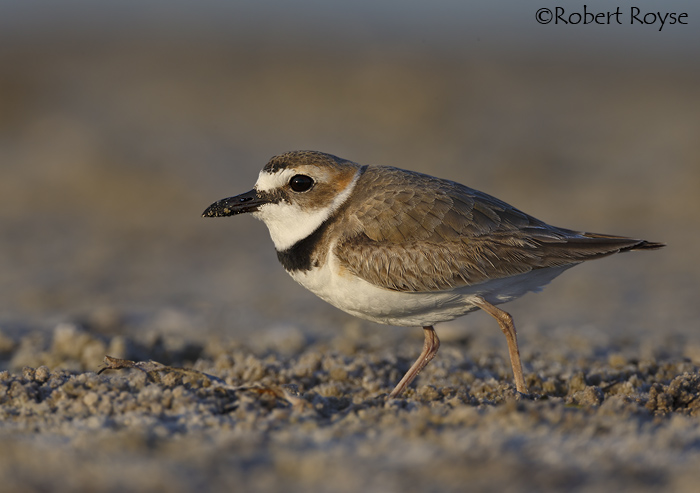 Wilson's Plover