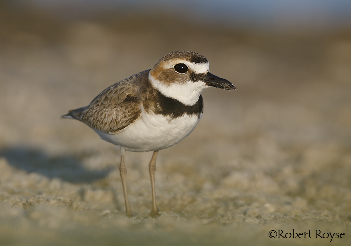 Wilson's Plover