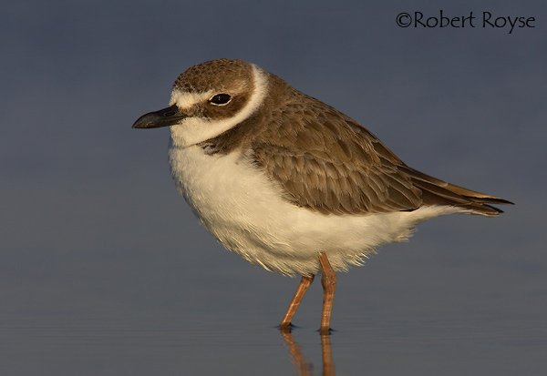 Wilson's Plover