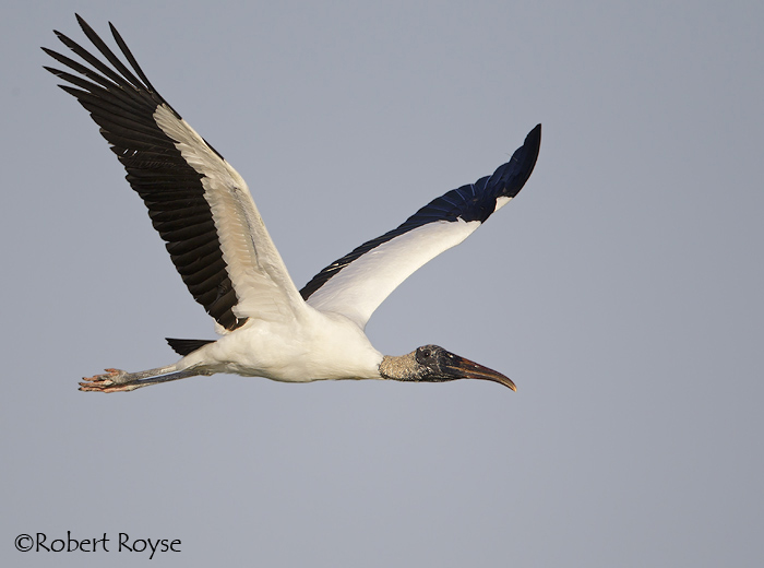 Wood Stork