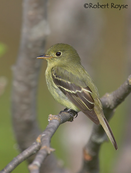 Yellow-bellied Flycatcher