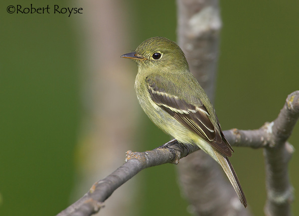 Yellow-bellied Flycatcher