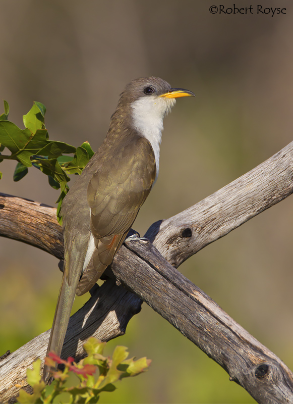 Yellow-billed Cuckoo