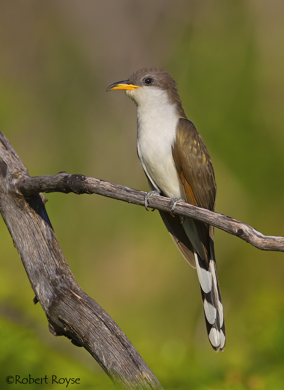 Yellow-billed Cuckoo
